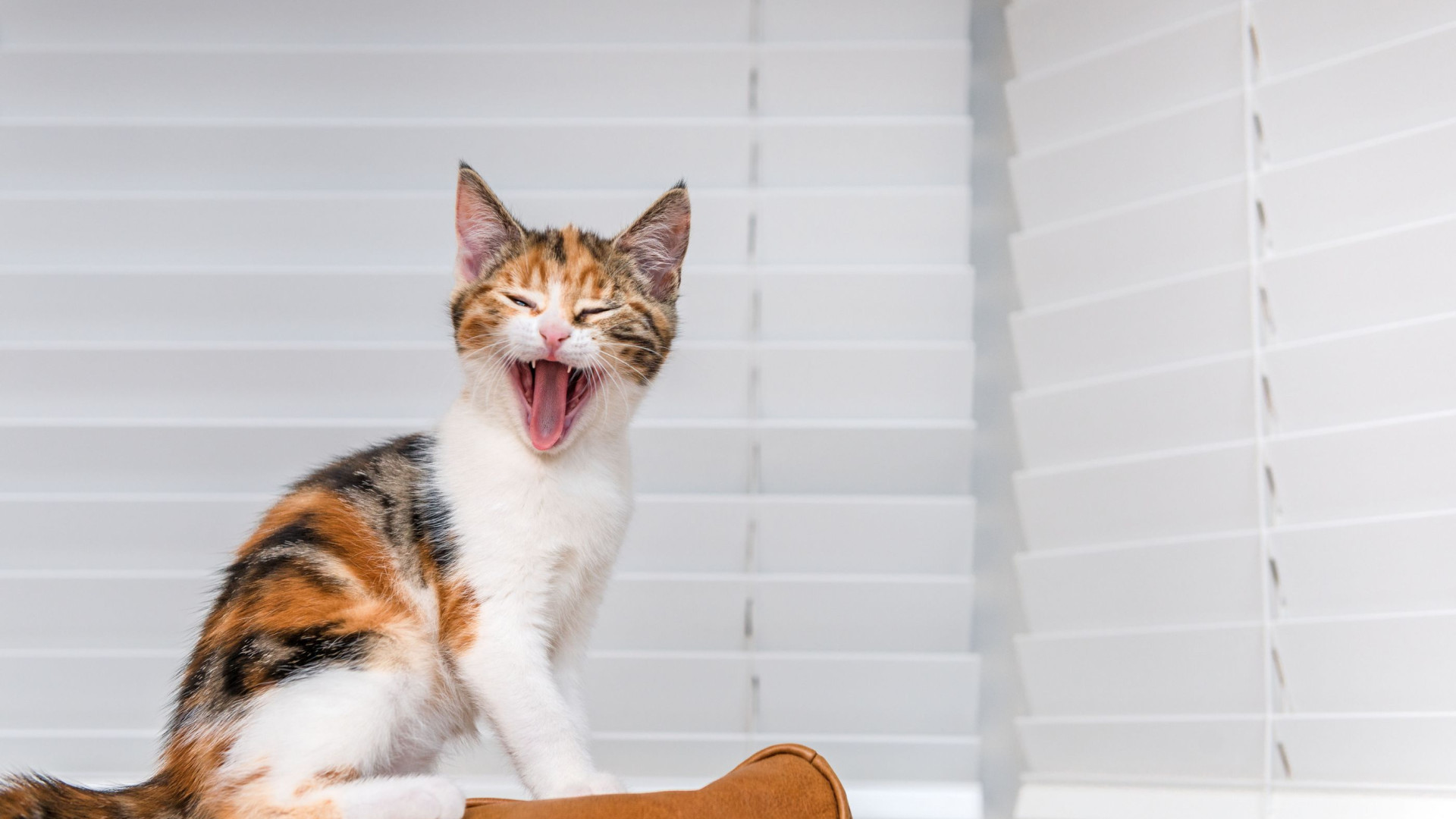 O que diz o seu gato? Entenda cada ‘miau’