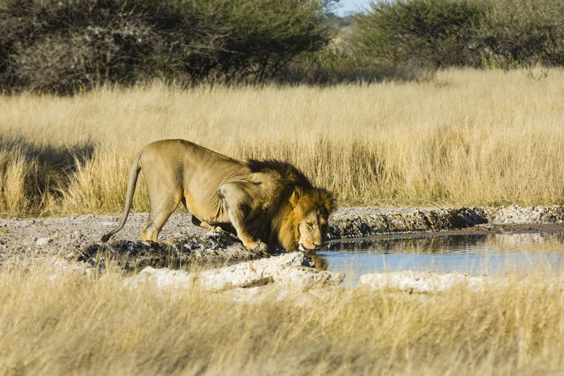 Vida selvagem: Descubra os melhores safaris para fazer em África