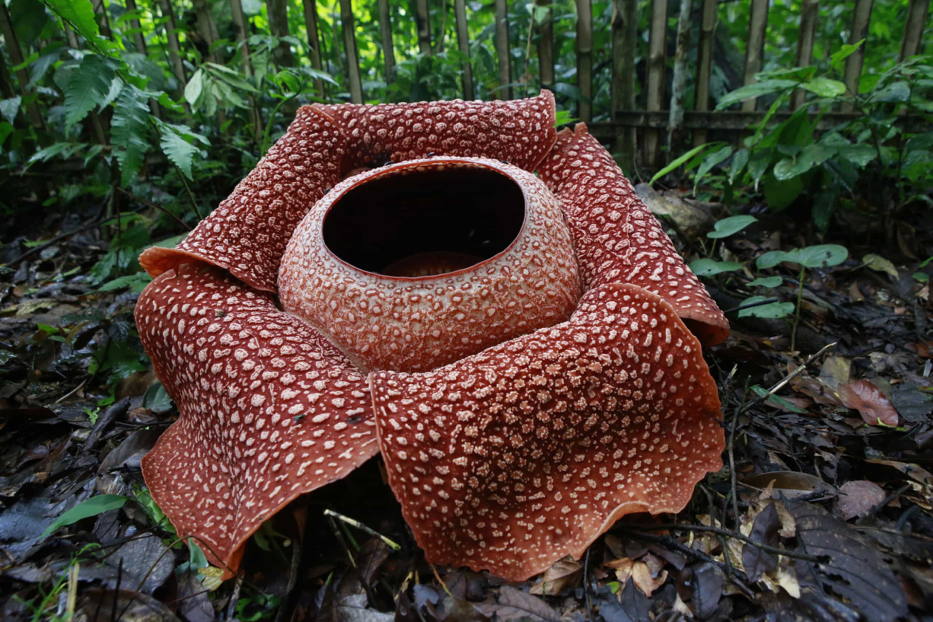 Encontrada na Indonésia a maior flor do mundo