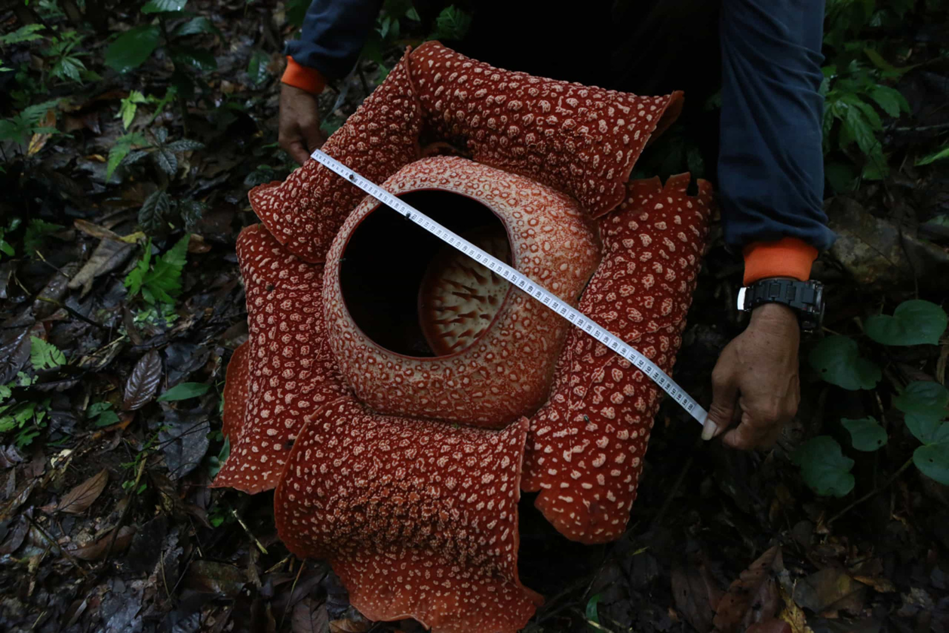 Encontrada na Indonésia a maior flor do mundo